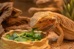 Bearded Dragon Food: Complete Diet Guide by Age (2026)