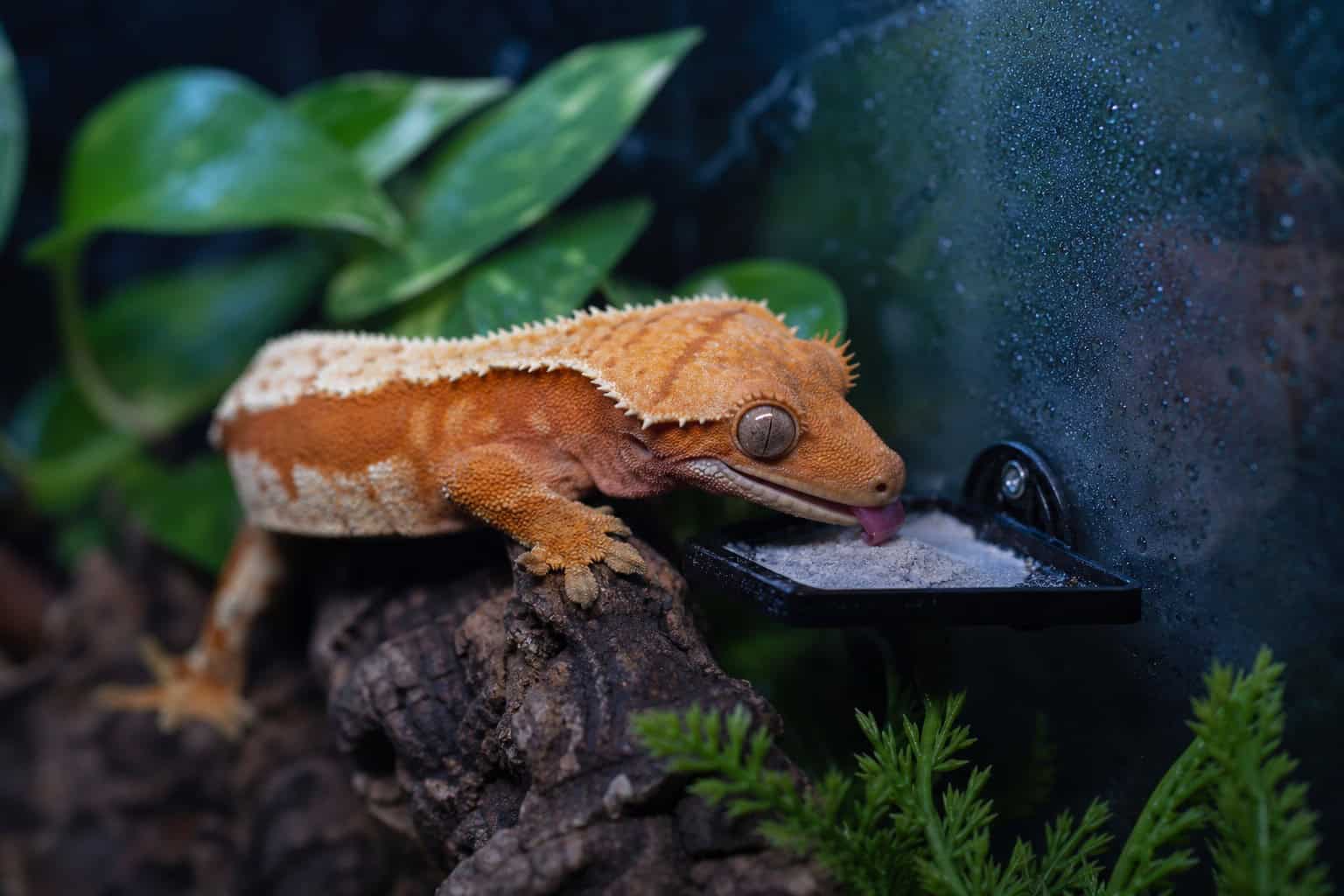 Crested Gecko Diet Schedule: What to Feed & When